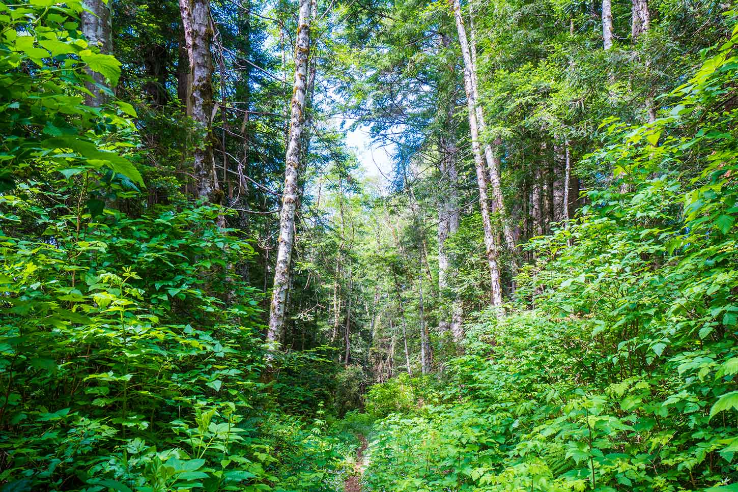 The Coastal Trail, Last Chance Section