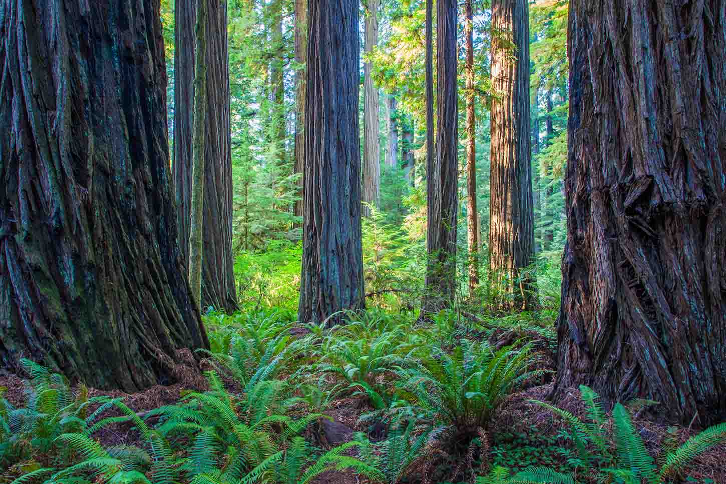 The Metcalf-Huntington Grove