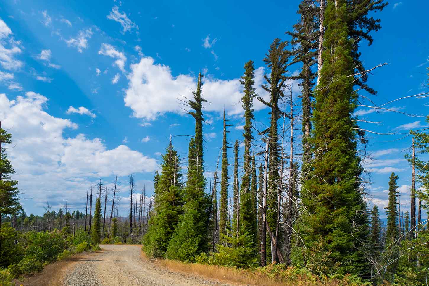 Snaketooth Redwood Botanical Area