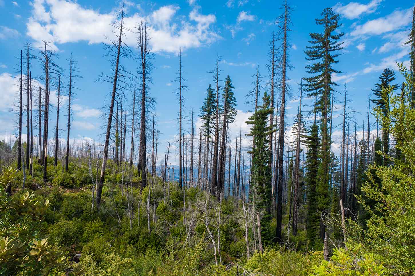 Snaketooth Redwood Botanical Area