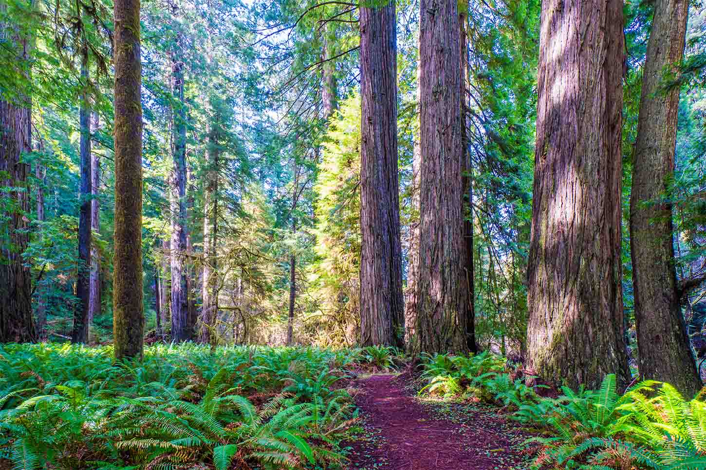 The Karl Knapp Trail, north half