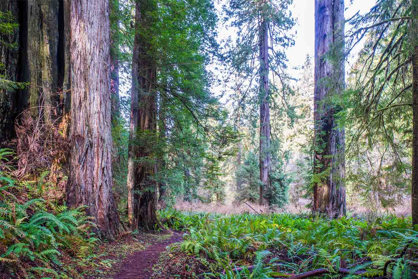 The Karl Knapp Trail, north half