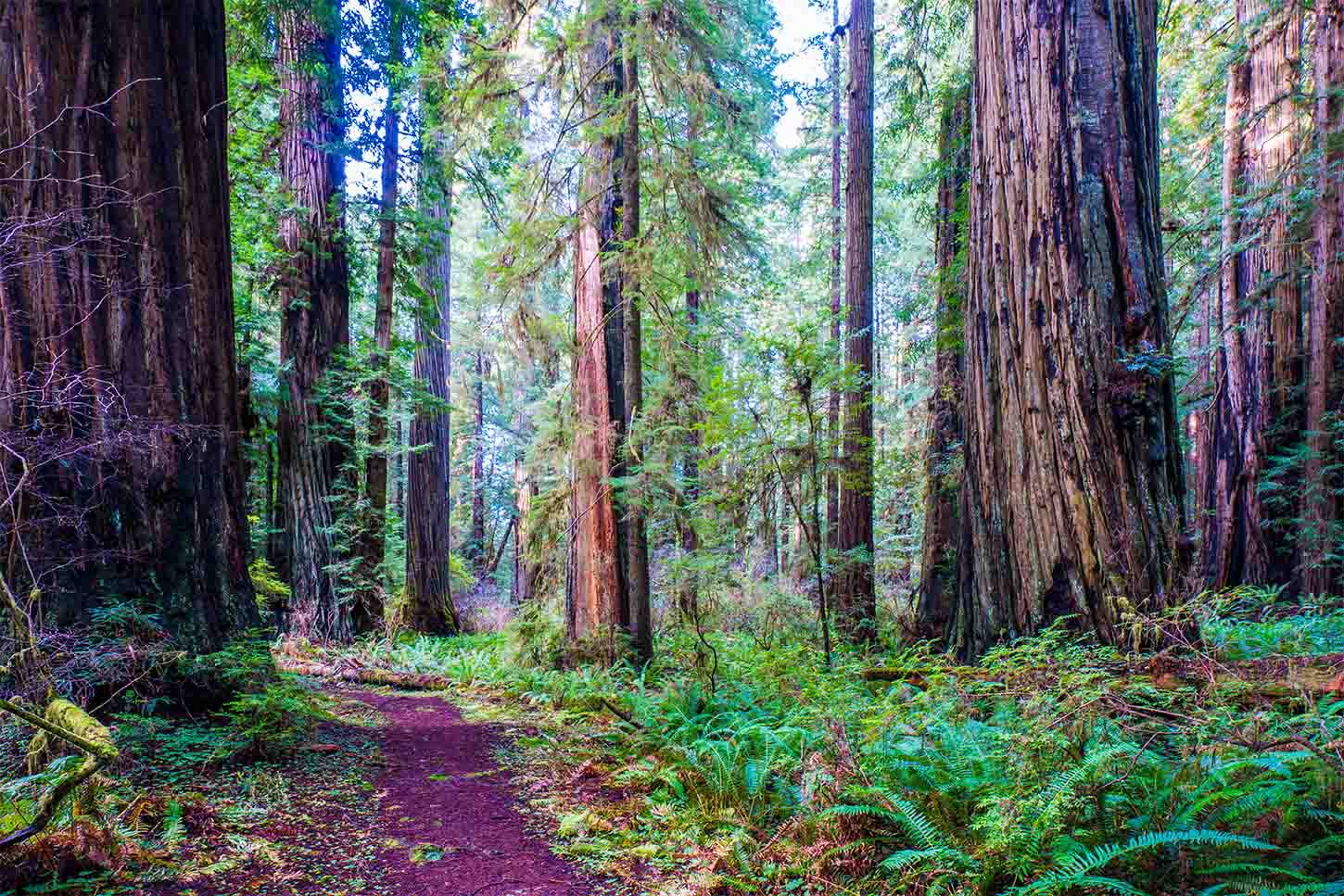 The Karl Knapp Trail, north half