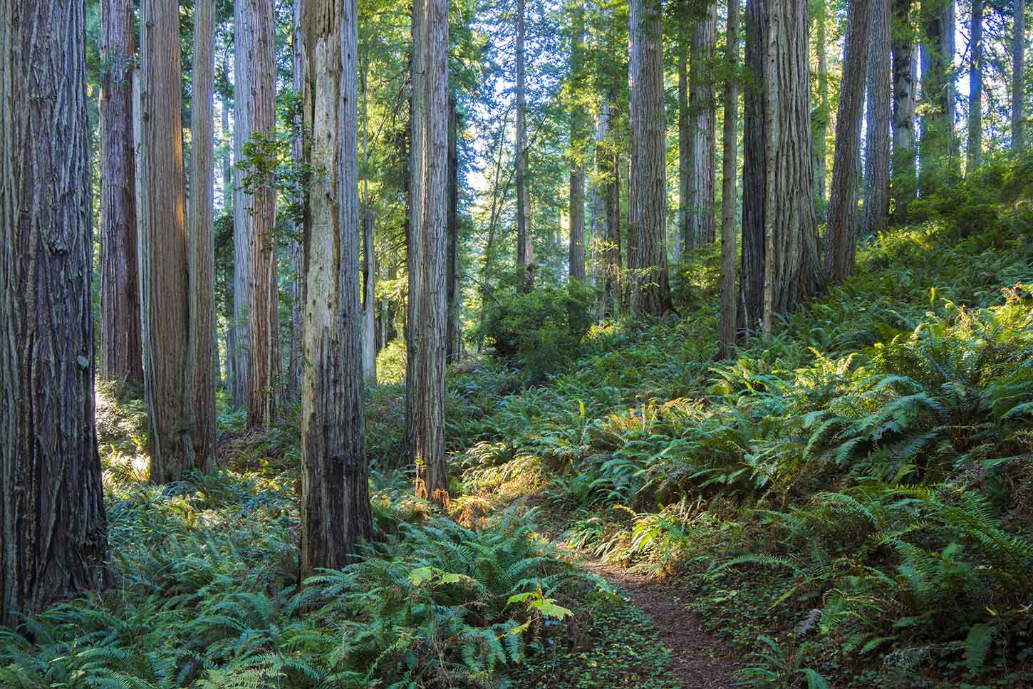 The Coastal Trail, Flint Ridge Section