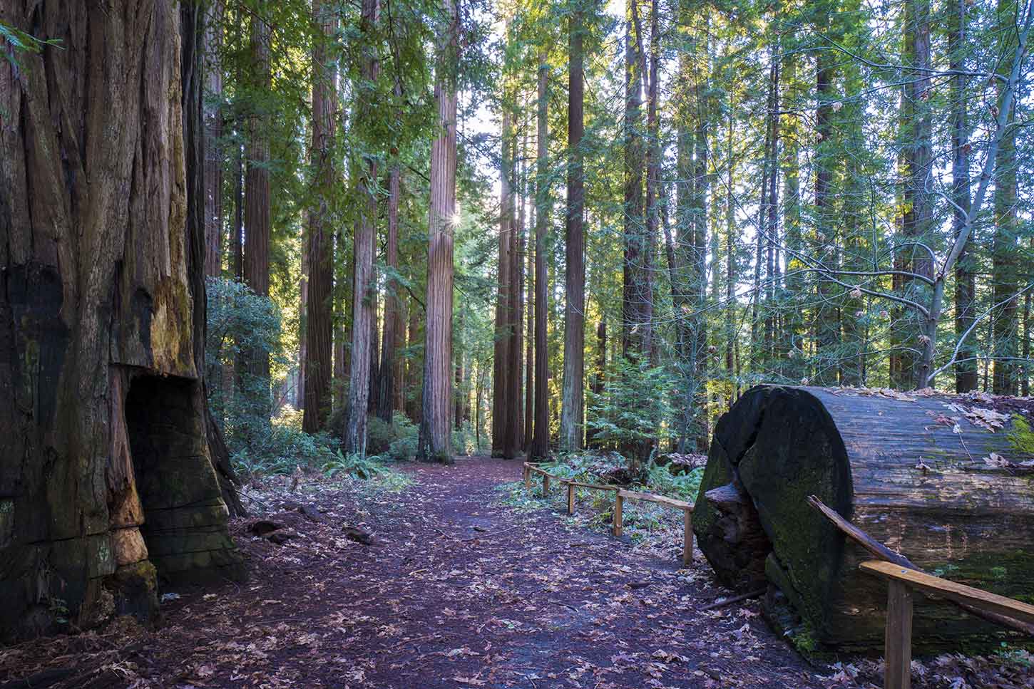 Smithe Redwoods State Natural Reserve